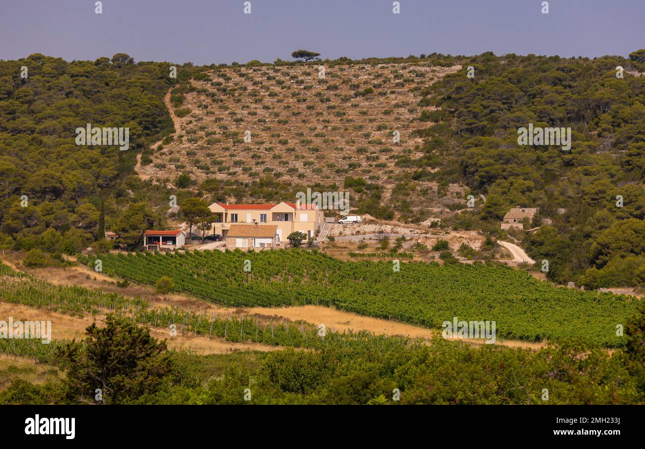 Grape vines vis hi-res stock photography and images - Alamy