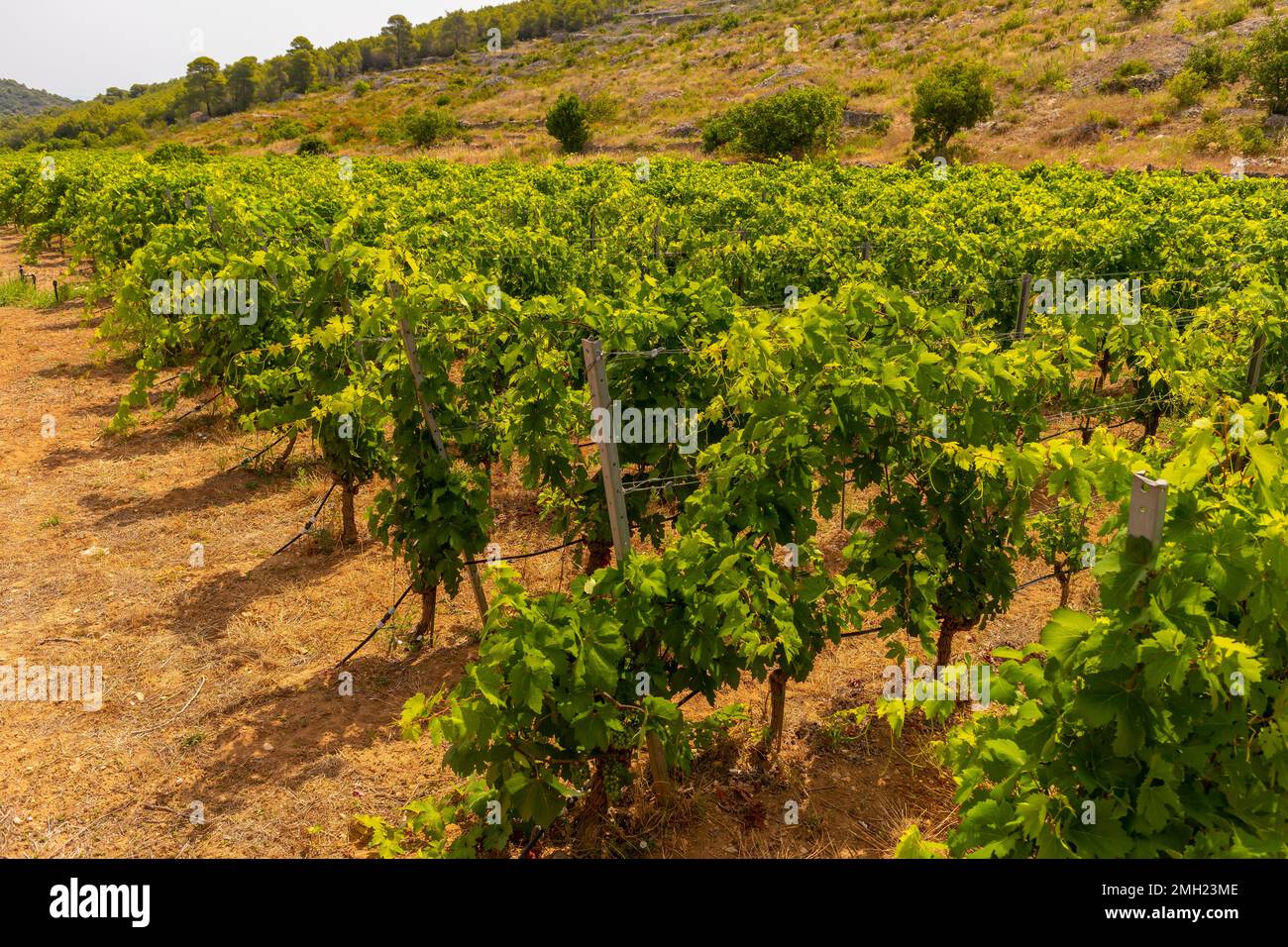 Winery vis hi-res stock photography and images - Alamy