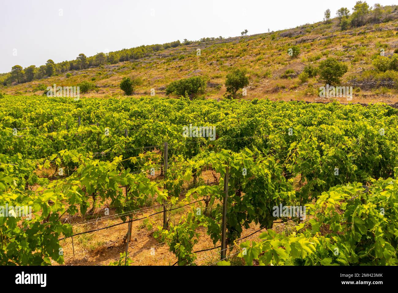 MILNA, VIS, CROATIA, EUROPE - Grape vines at Vislander Winery on the ...