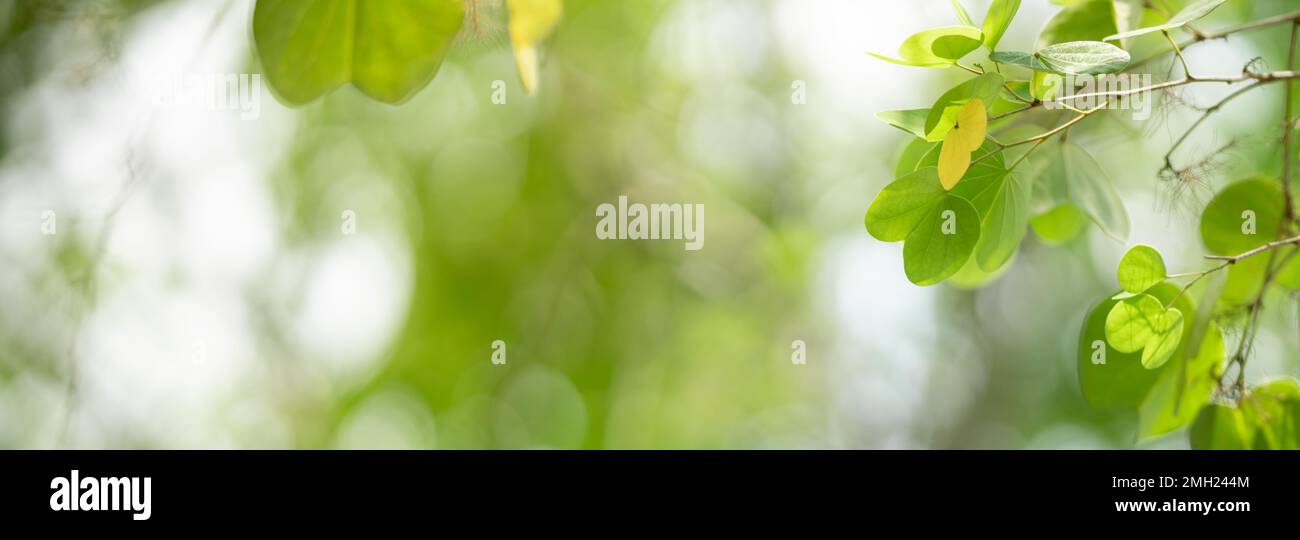 Closeup of beautiful nature view green leaf on blurred greenery shadow ...