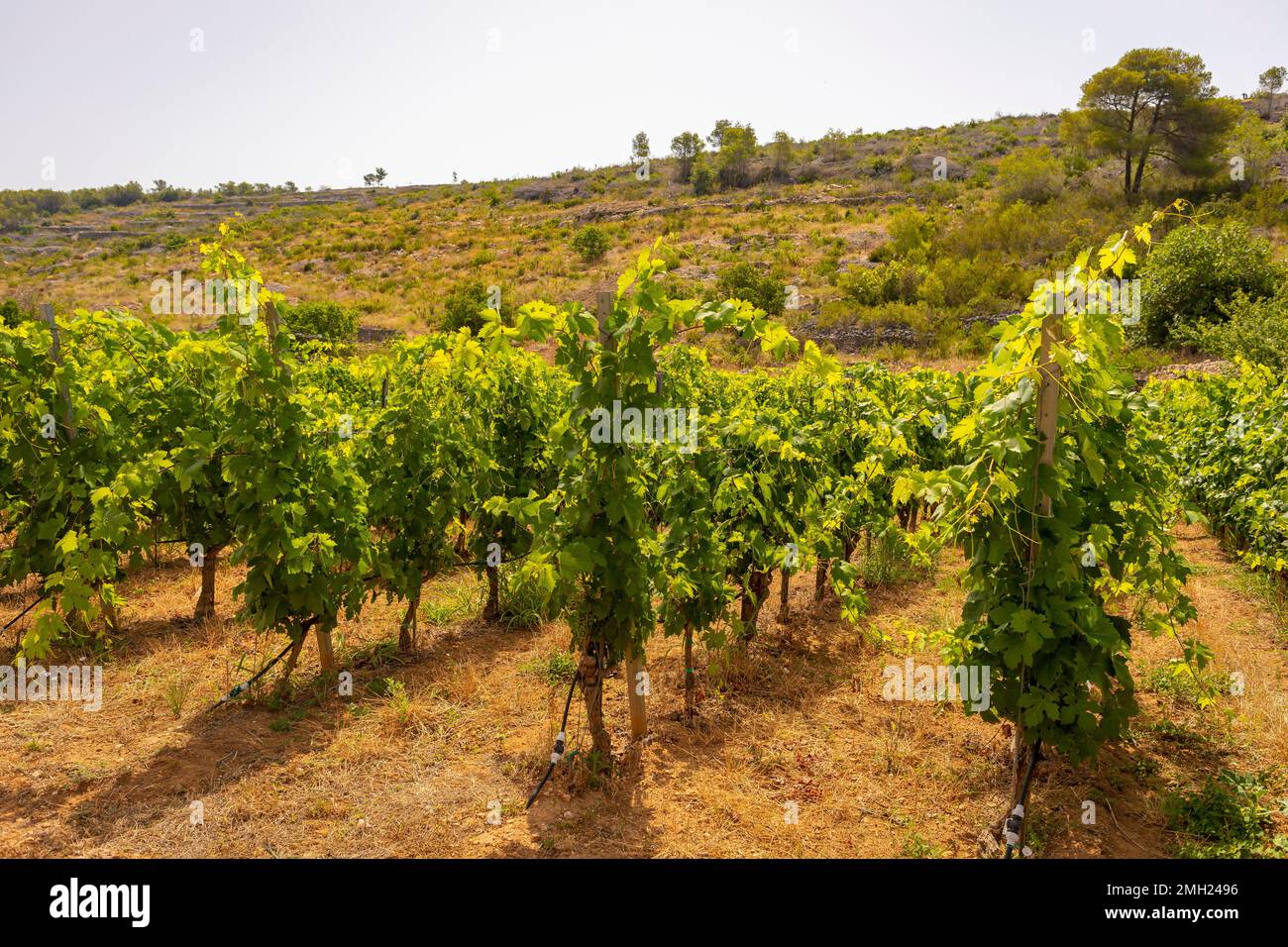 MILNA, VIS, CROATIA, EUROPE - Grape vines at Vislander Winery on the ...