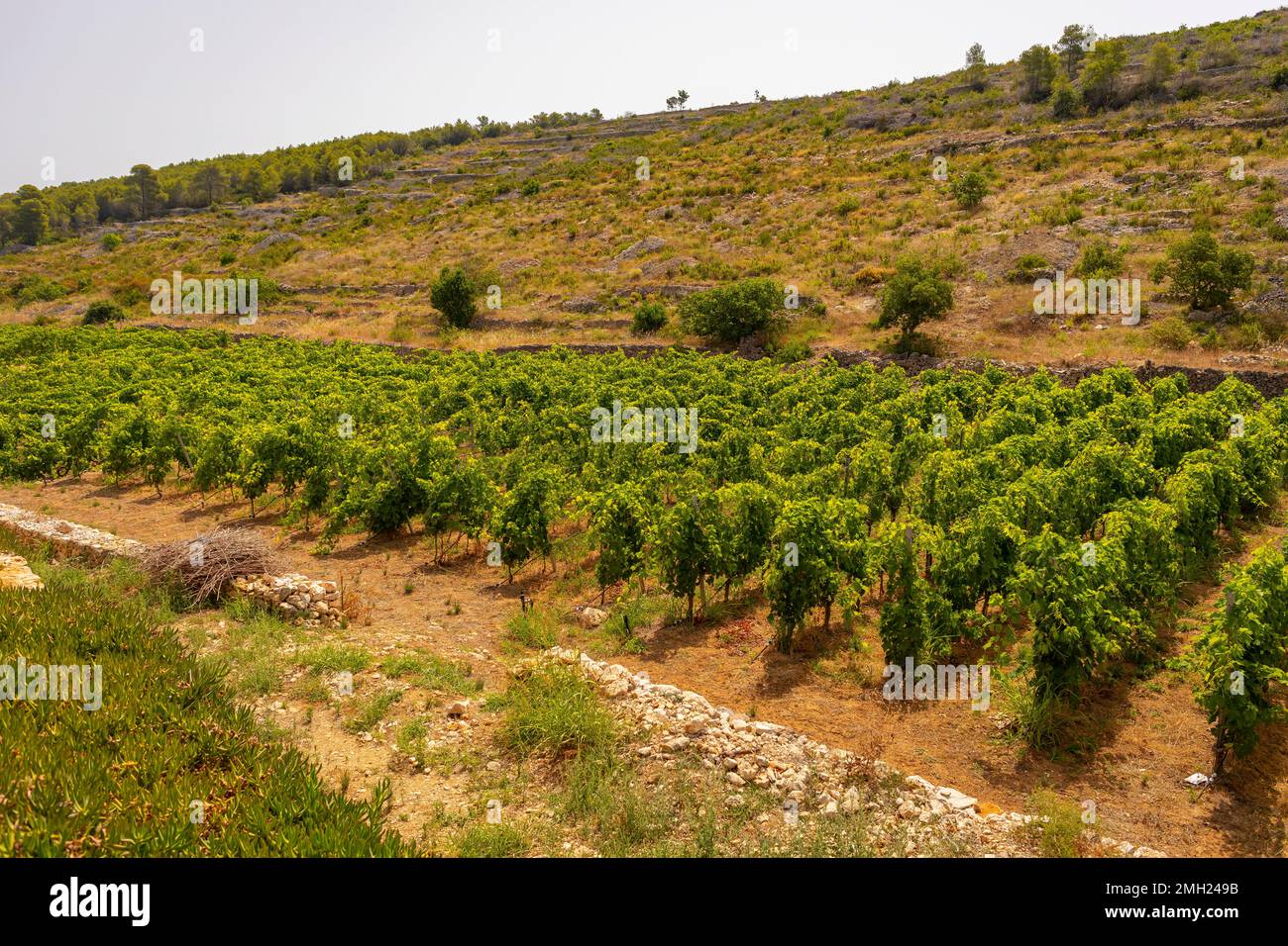 MILNA, VIS, CROATIA, EUROPE - Grape vines at Vislander Winery on the ...