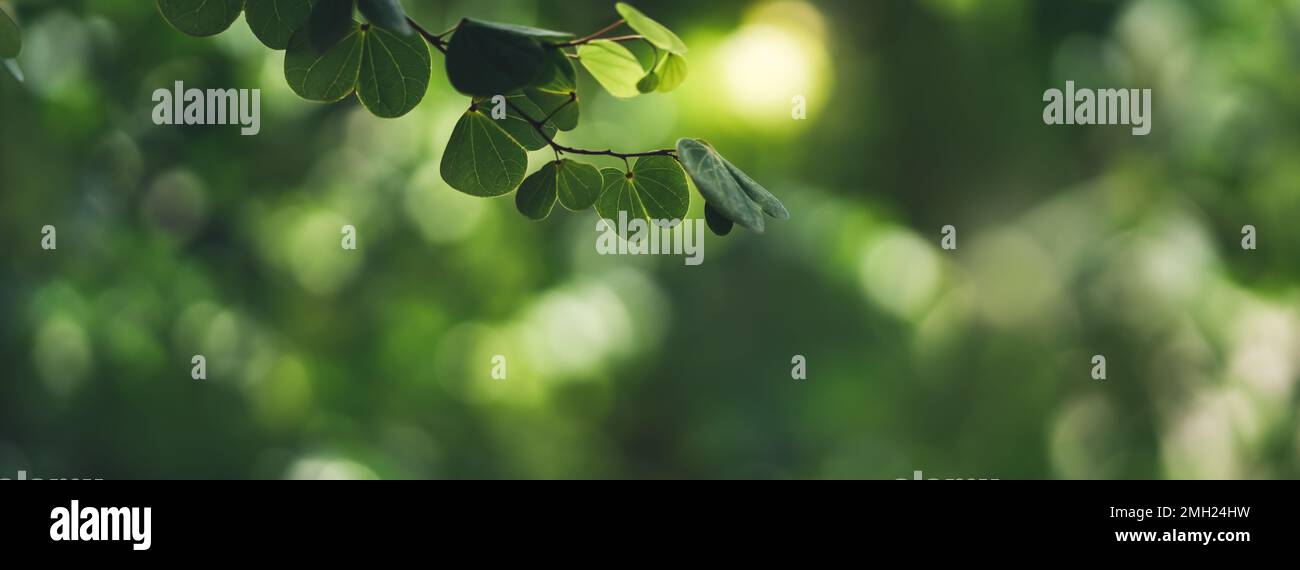 Closeup of beautiful nature view green leaf on blurred greenery shadow ...