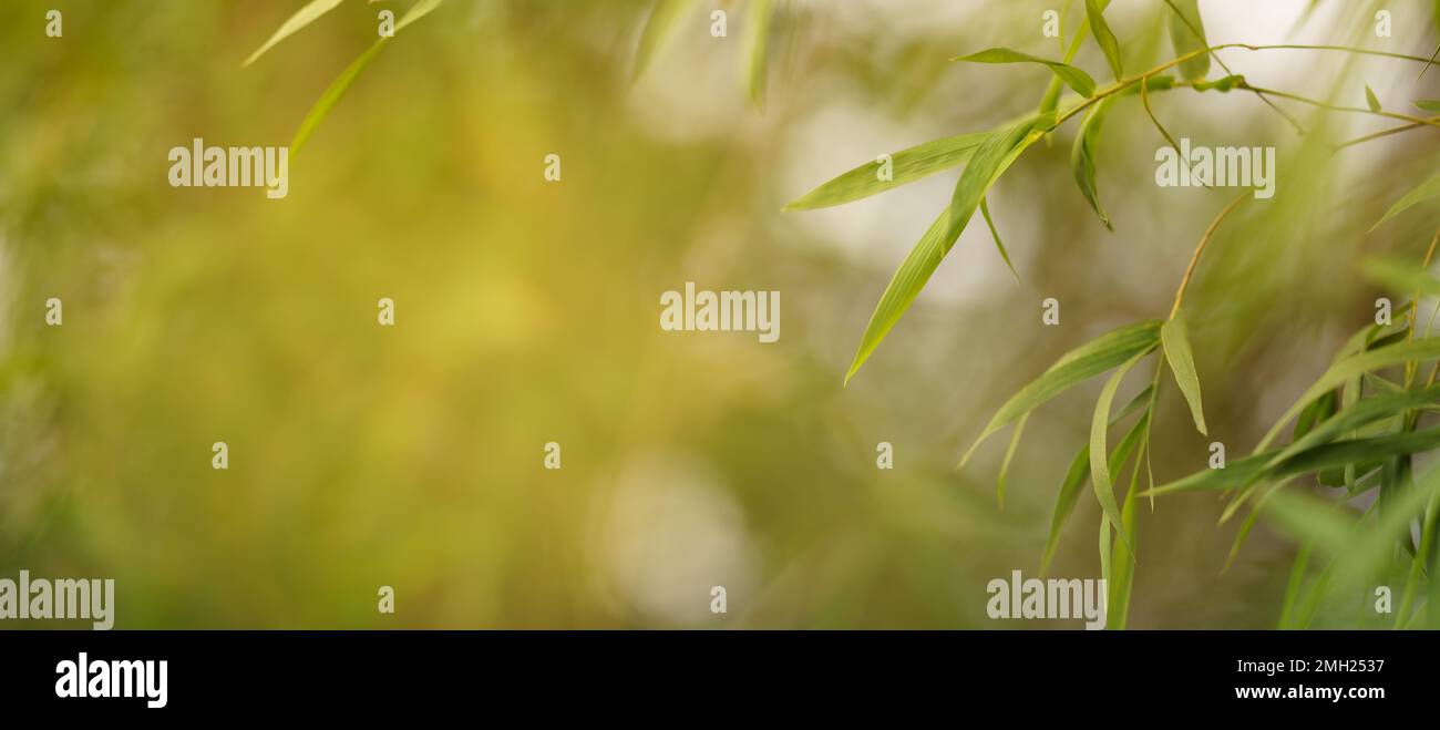 Closeup of beautiful nature view green bamboo leaf on blurred greenery ...
