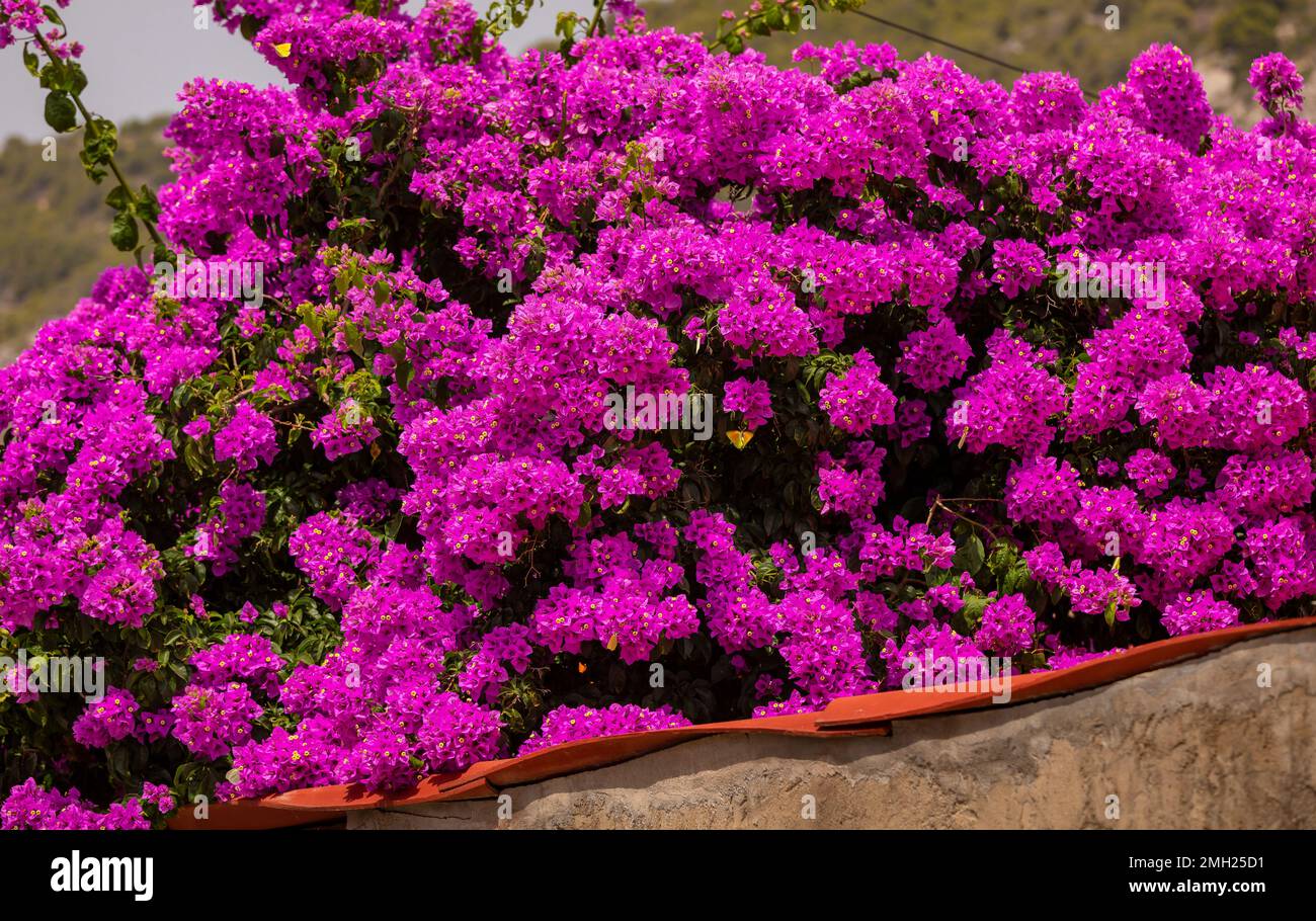 KOMIZA, CROATIA, EUROPE - Purple Paper flower bush, Bougainvillea, in ...