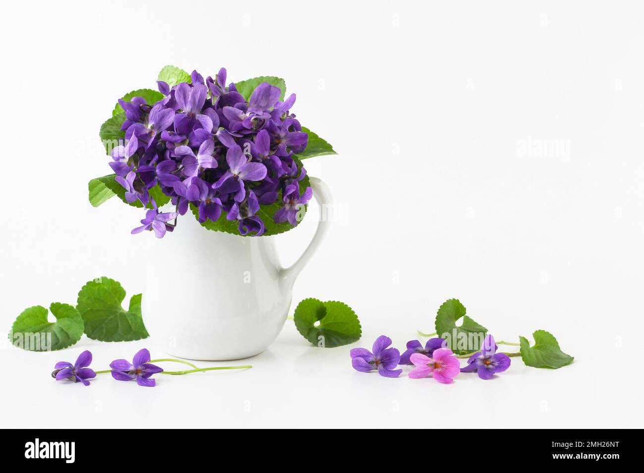 Spring bouquet of violet flowers of viola odorata in vase on white ...