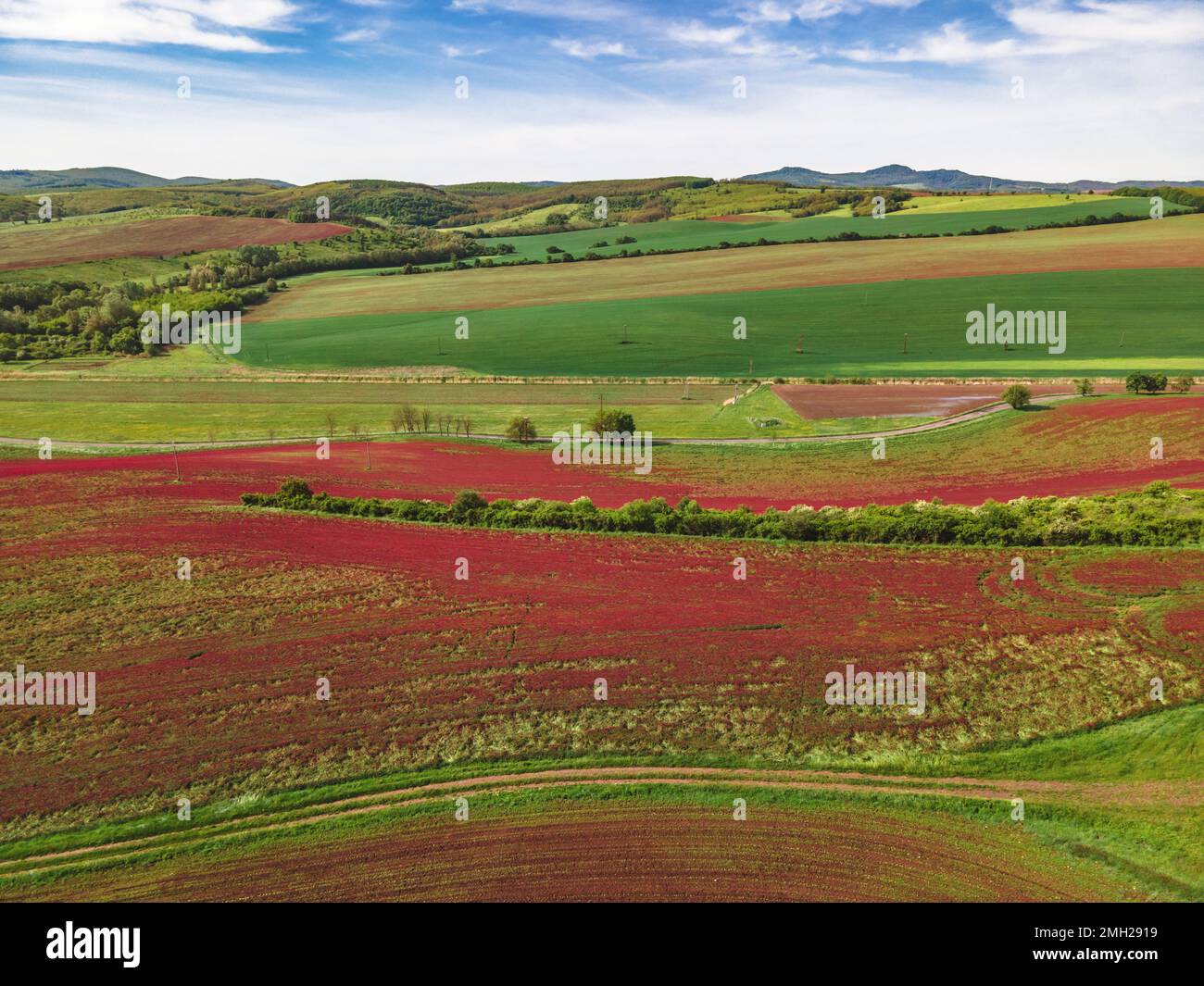 Fields of red-glowing crimson clover trifolium incarnatum on the edge ...
