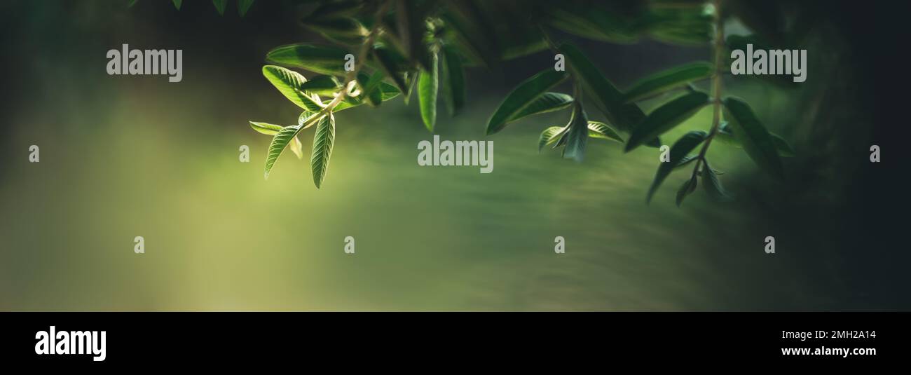 Closeup of beautiful nature view green leaf on blurred greenery shadow ...