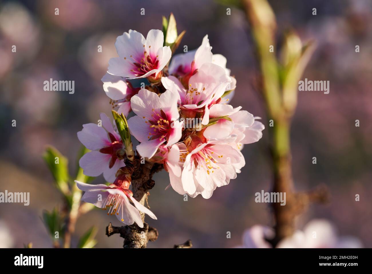 Pink almond tree blossoms in early spring, closeup Stock Photo - Alamy