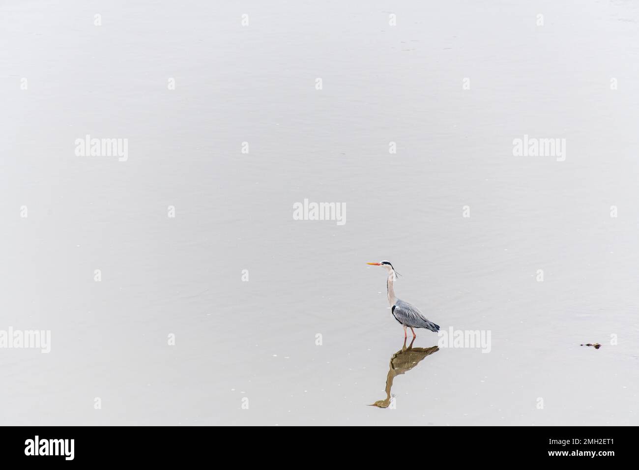 A Grey Heron Fishing on the banks of the River Thames in Battersea ...