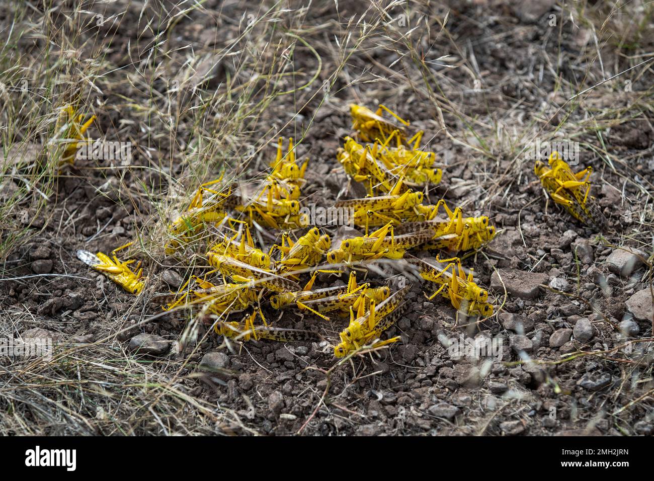 In this photo taken Saturday, Feb. 1, 2020, a group of desert locusts ...