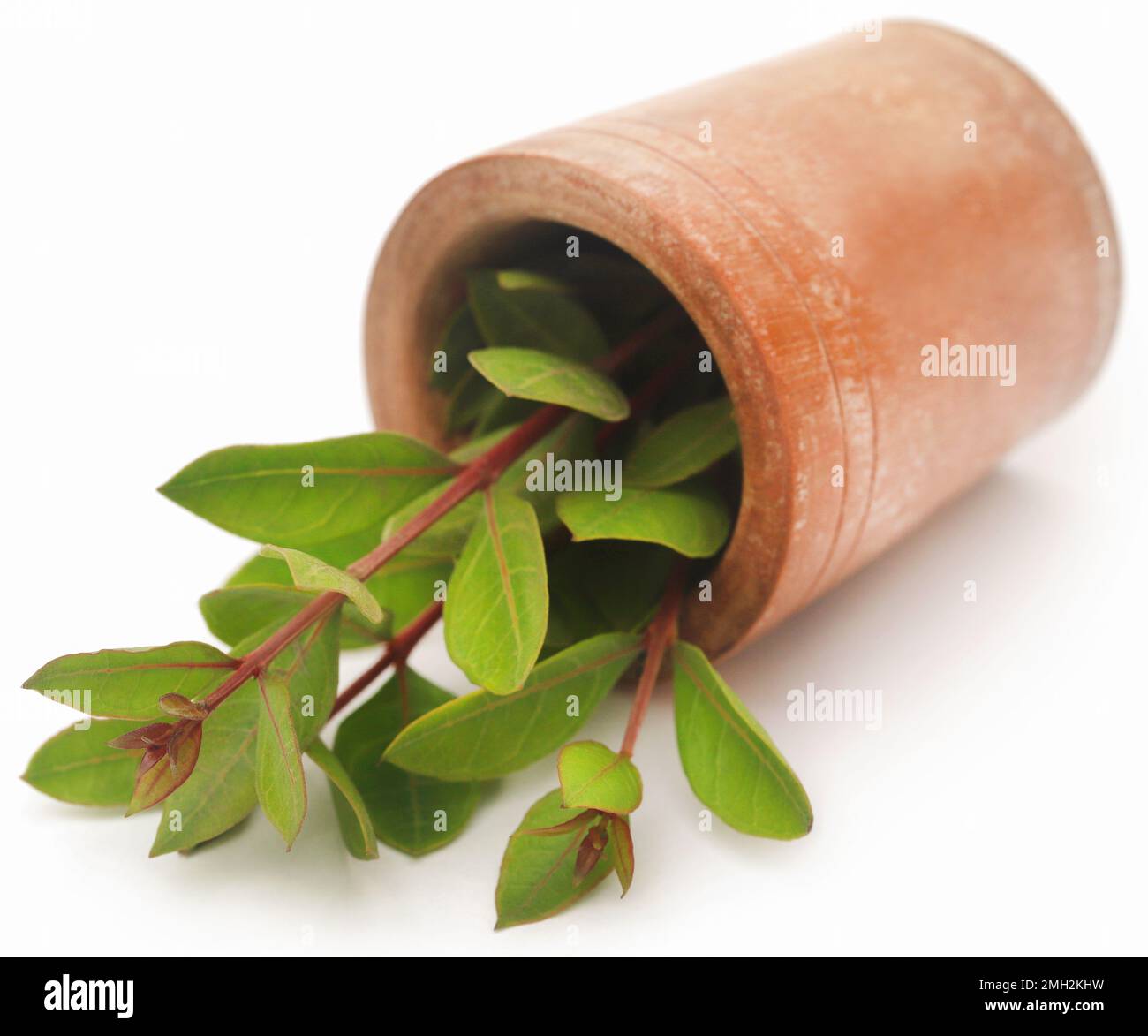 Henna lawsonia inermis leaves hi-res stock photography and images - Alamy