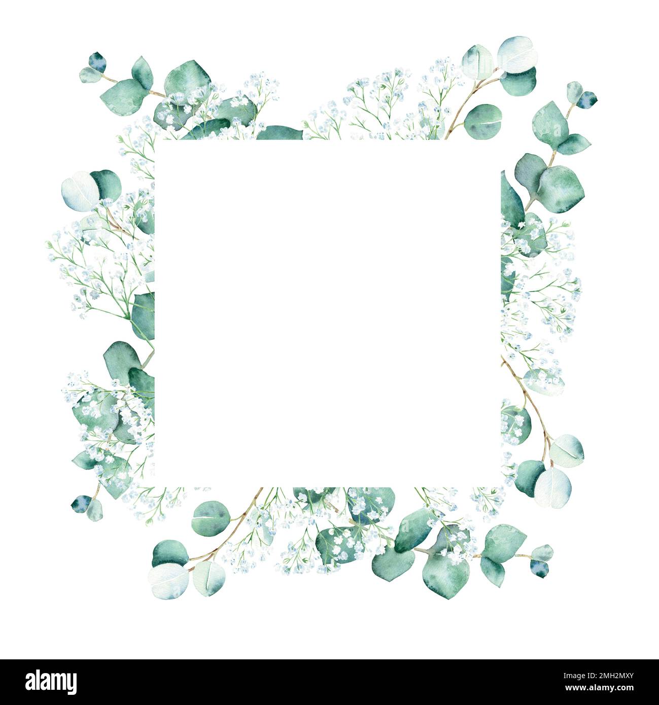 Eucalyptus and gypsophila. Watercolor greenery square frame. Hand drawn ...