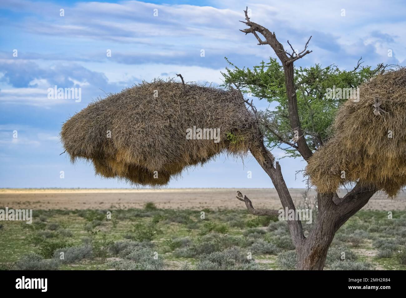 Sociable weaver, Philetairus socius, sparrow bird on a branch in ...