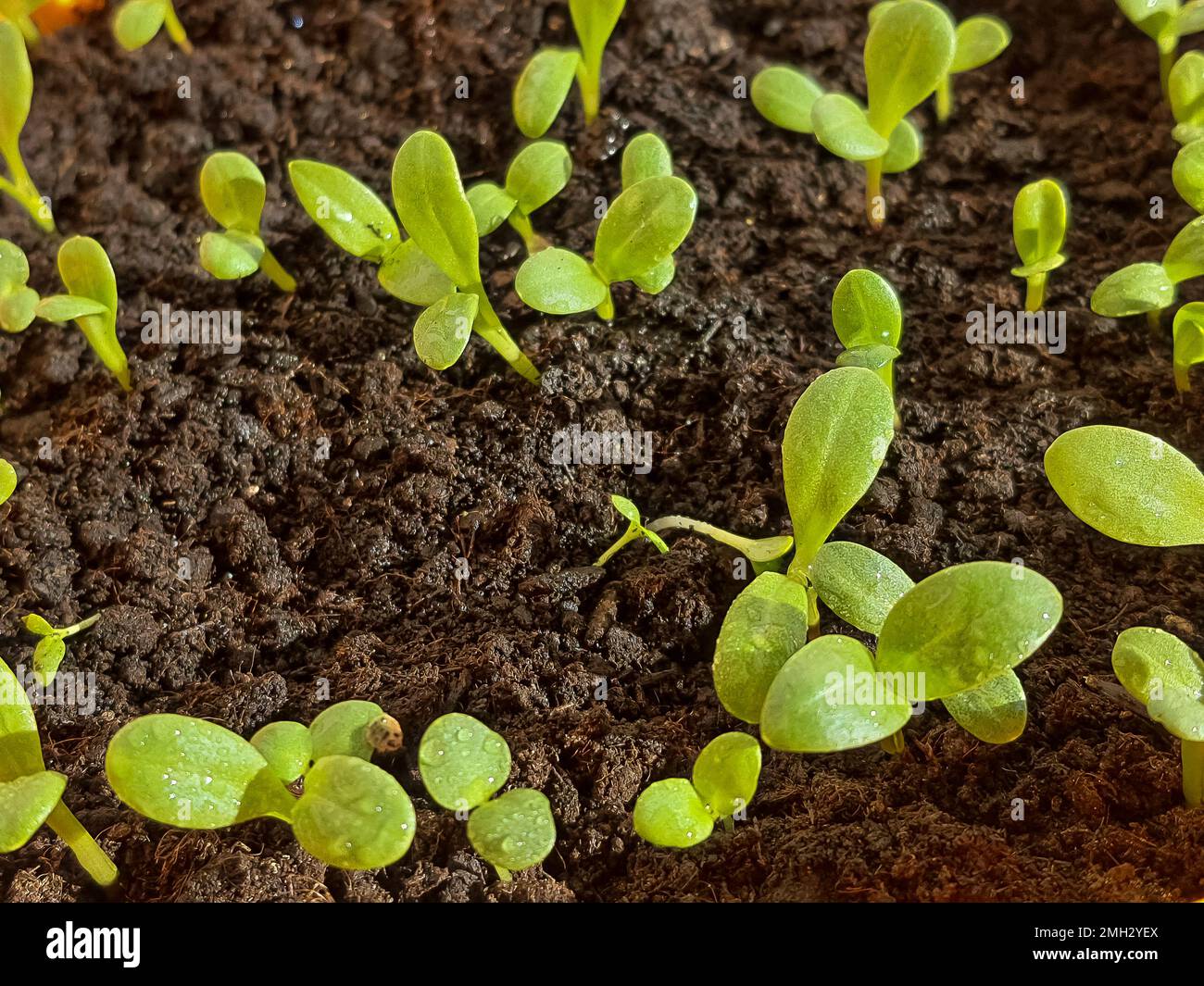 fresh seedlings of herbs and vegetables. concept.baby plants growing in ...
