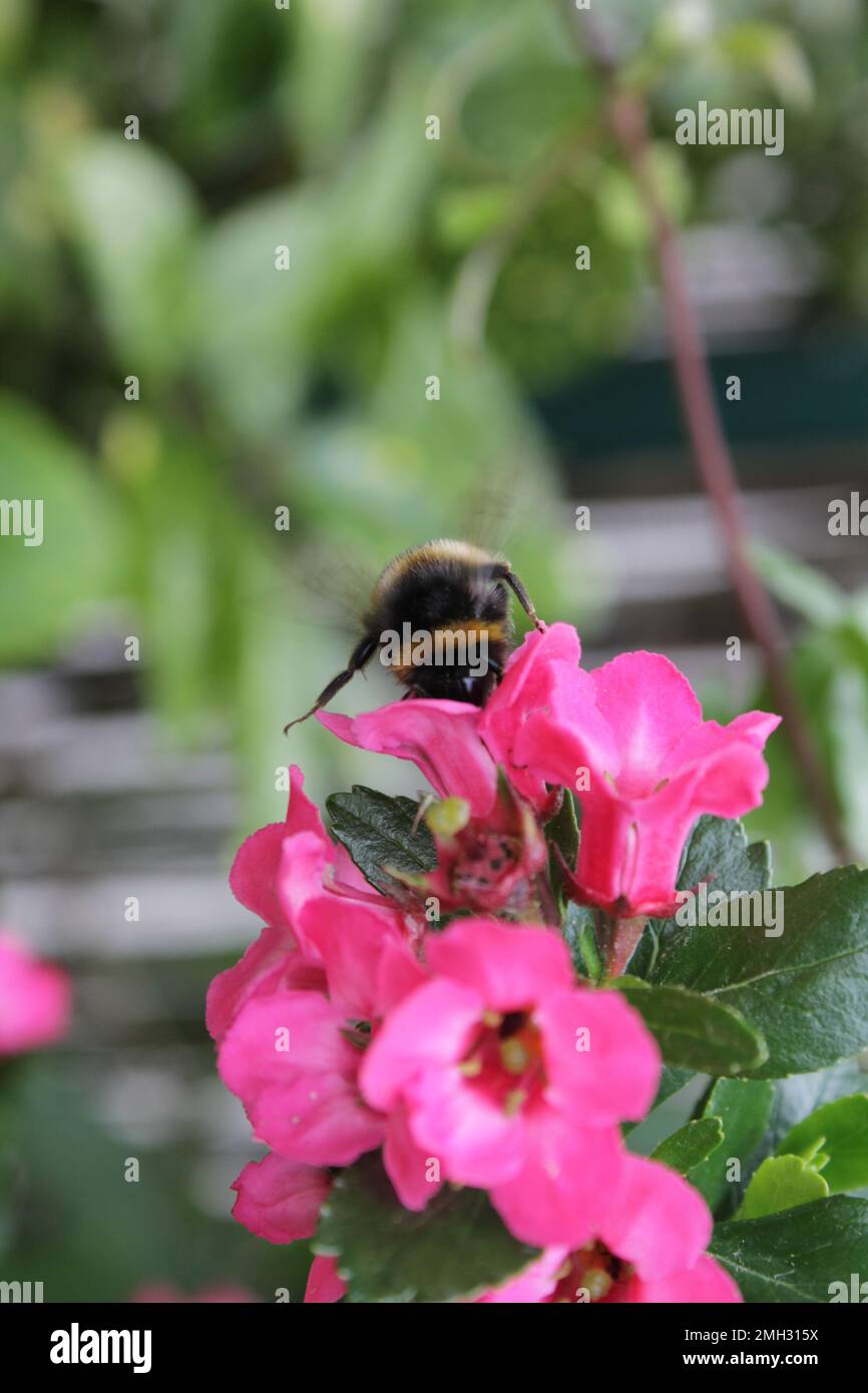 Bumble bees pollinating flowers in a British garden, Insect pollination ...