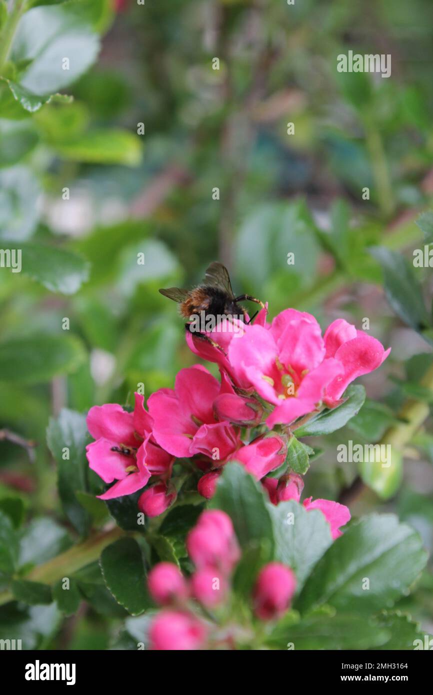 Bumble bees pollinating flowers in a British garden, Insect pollination ...