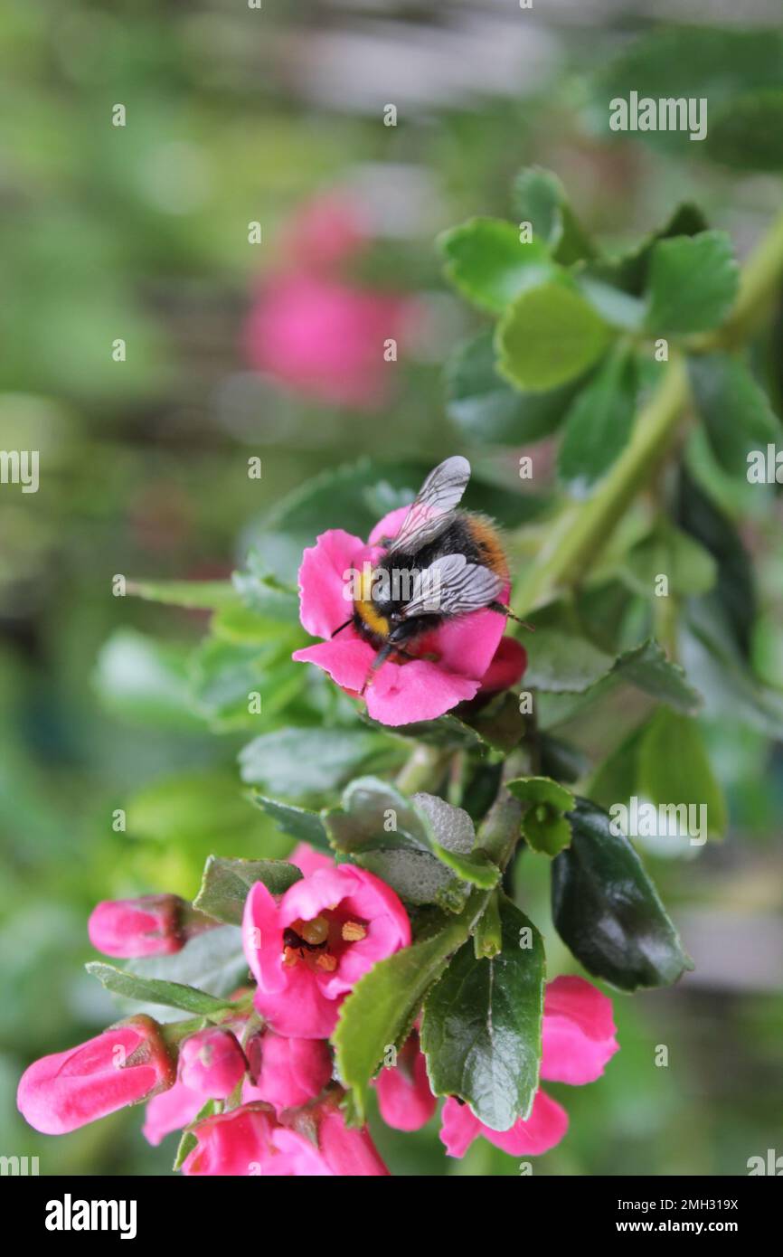 Bumble bees pollinating flowers in a British garden, Insect pollination ...