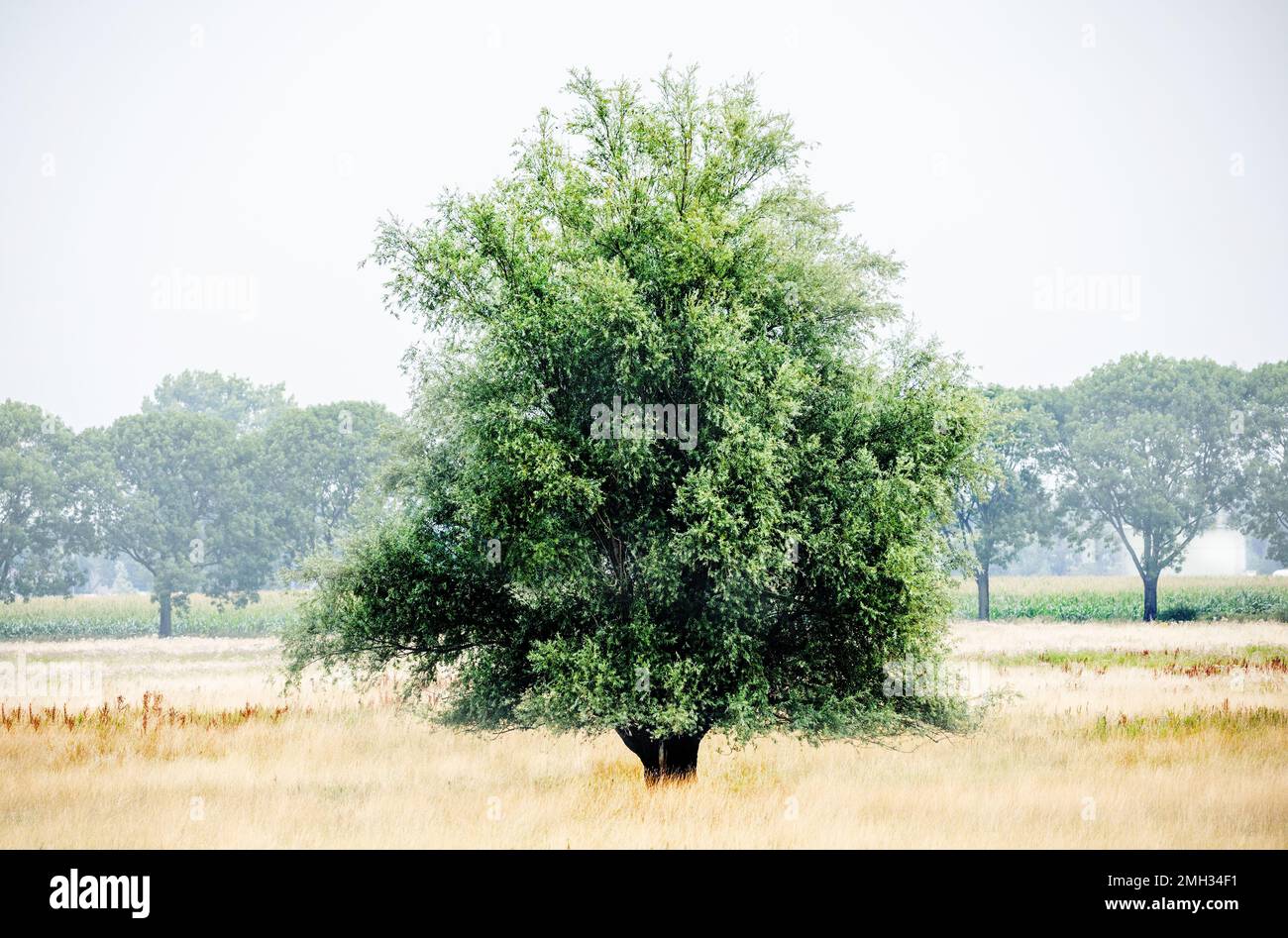 Dry tree landscape hi-res stock photography and images - Alamy