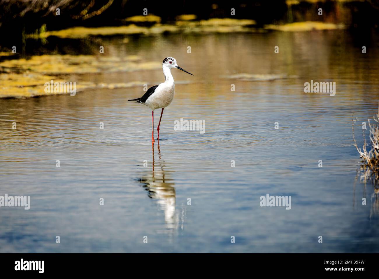 Long legs live near water pull hi-res stock photography and images - Alamy