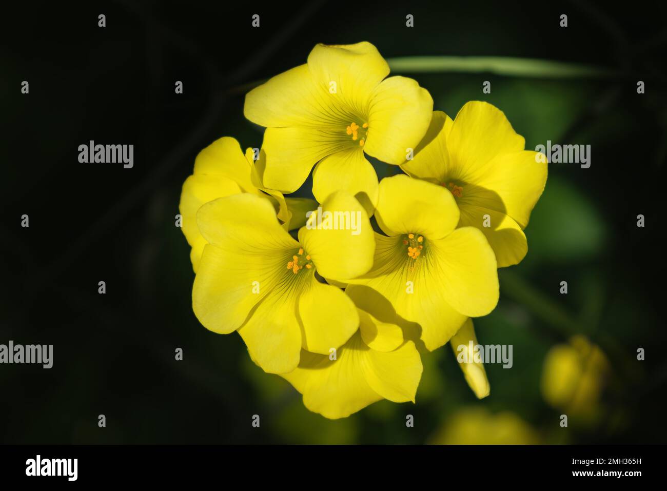 A Oxalis pes-caprae flowers know as African wood-sorrel, Bermuda ...