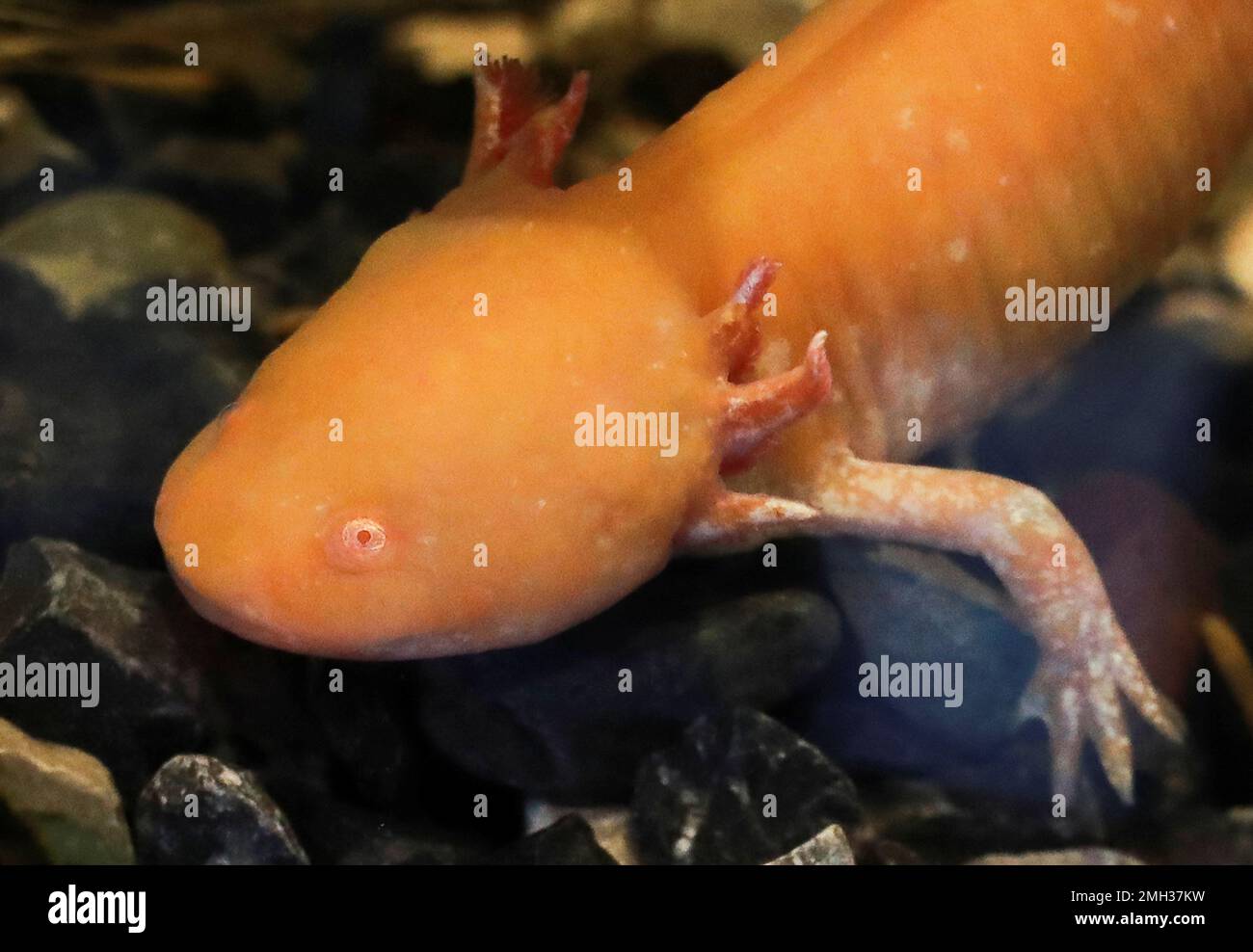 Axolotl museum hi-res stock photography and images - Alamy