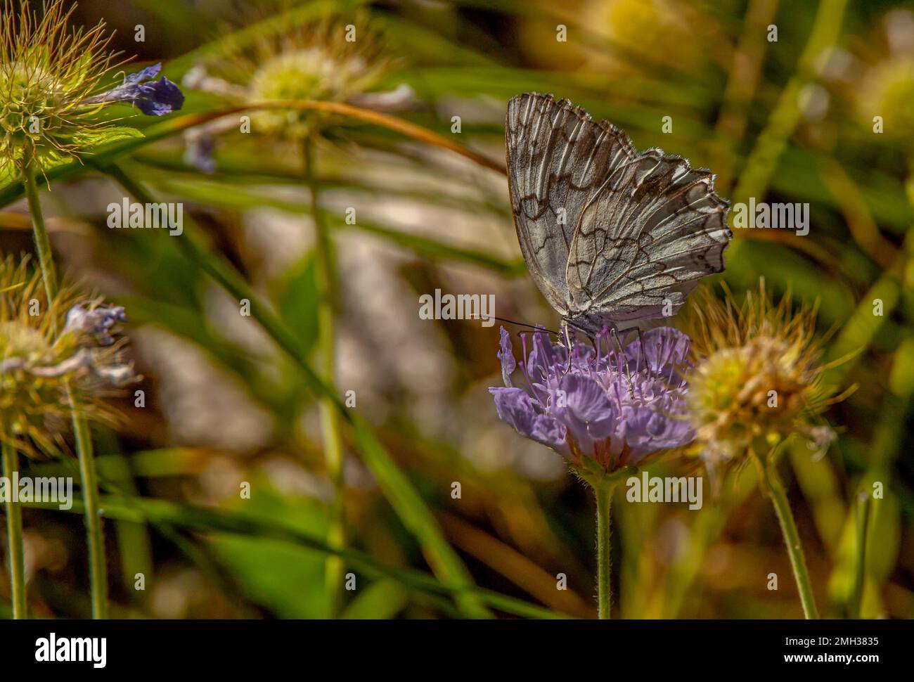 The butterfly Marbled White, melanargia russia of in het nederlands ...