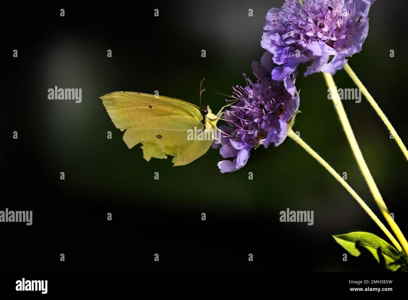 large cabbage white butterfly,Pieris brassicae quite common in europe ...