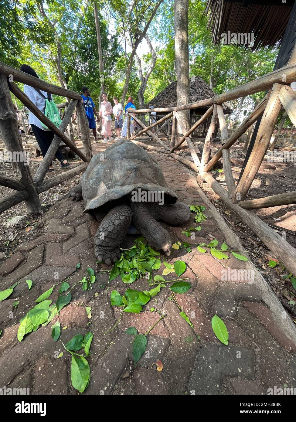 One Giant turtles, dipsochelys gigantea.One giant or big turtles in the ...