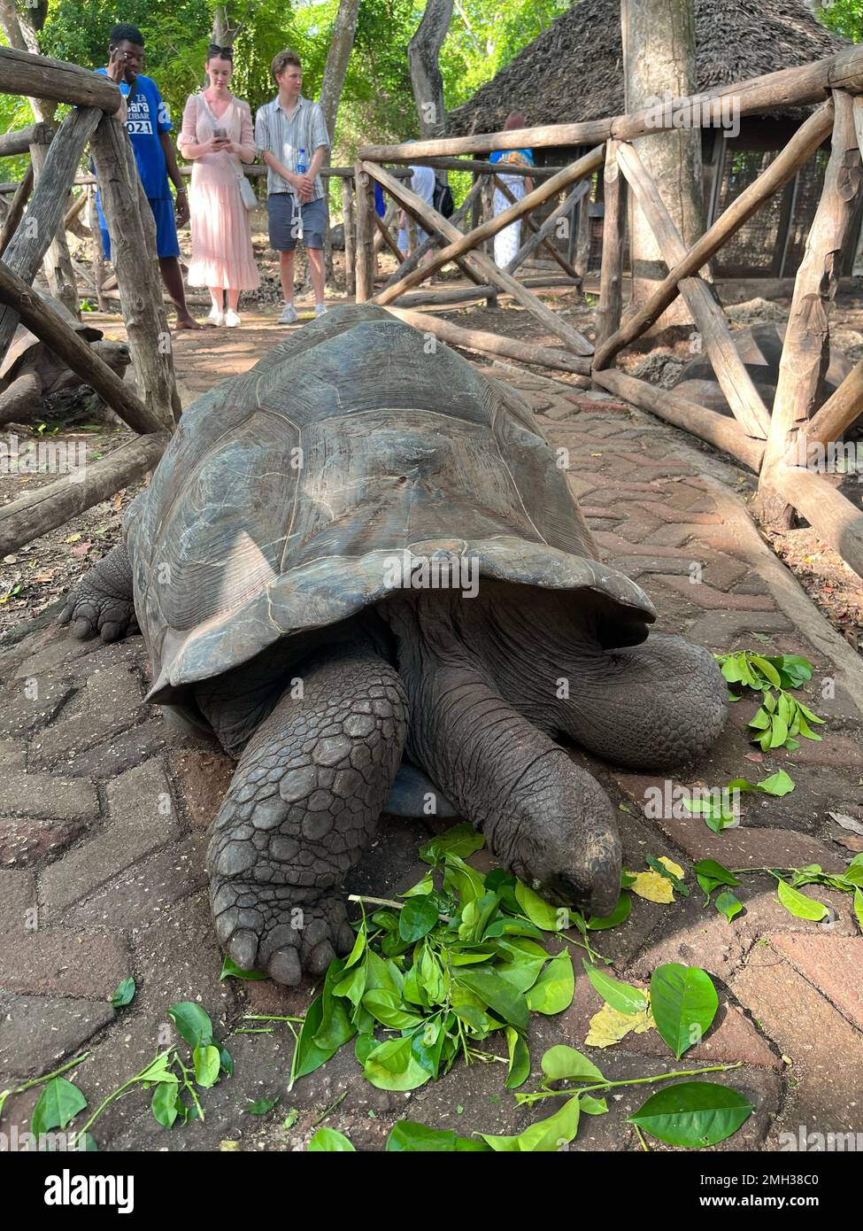 One Giant turtles, dipsochelys gigantea.One giant or big turtles in the ...