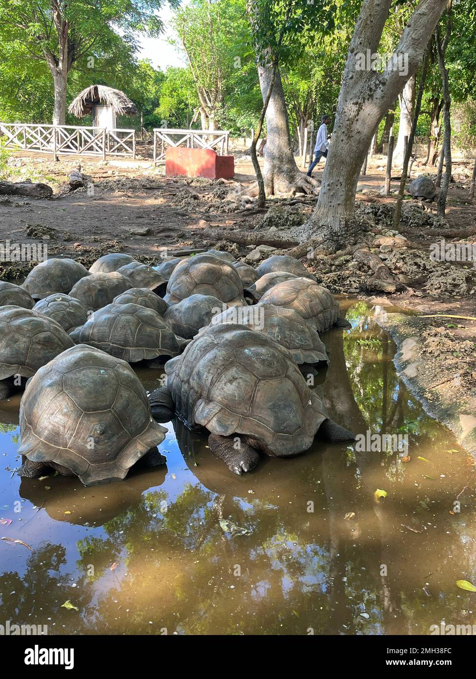 Many Giant turtles, dipsochelys gigantea.group of giant or big turtles ...