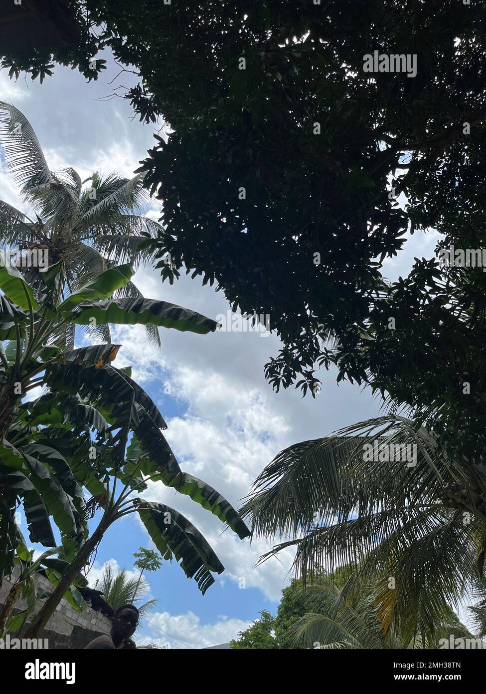 more than one type of Palm tree from down view picture in Zanzibar ...