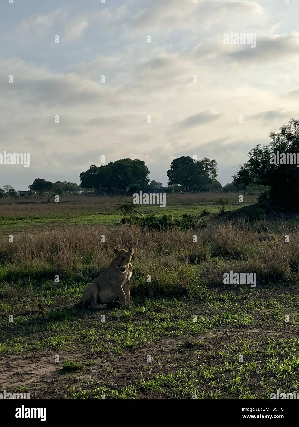 Lion family tree tanzania hi-res stock photography and images - Alamy