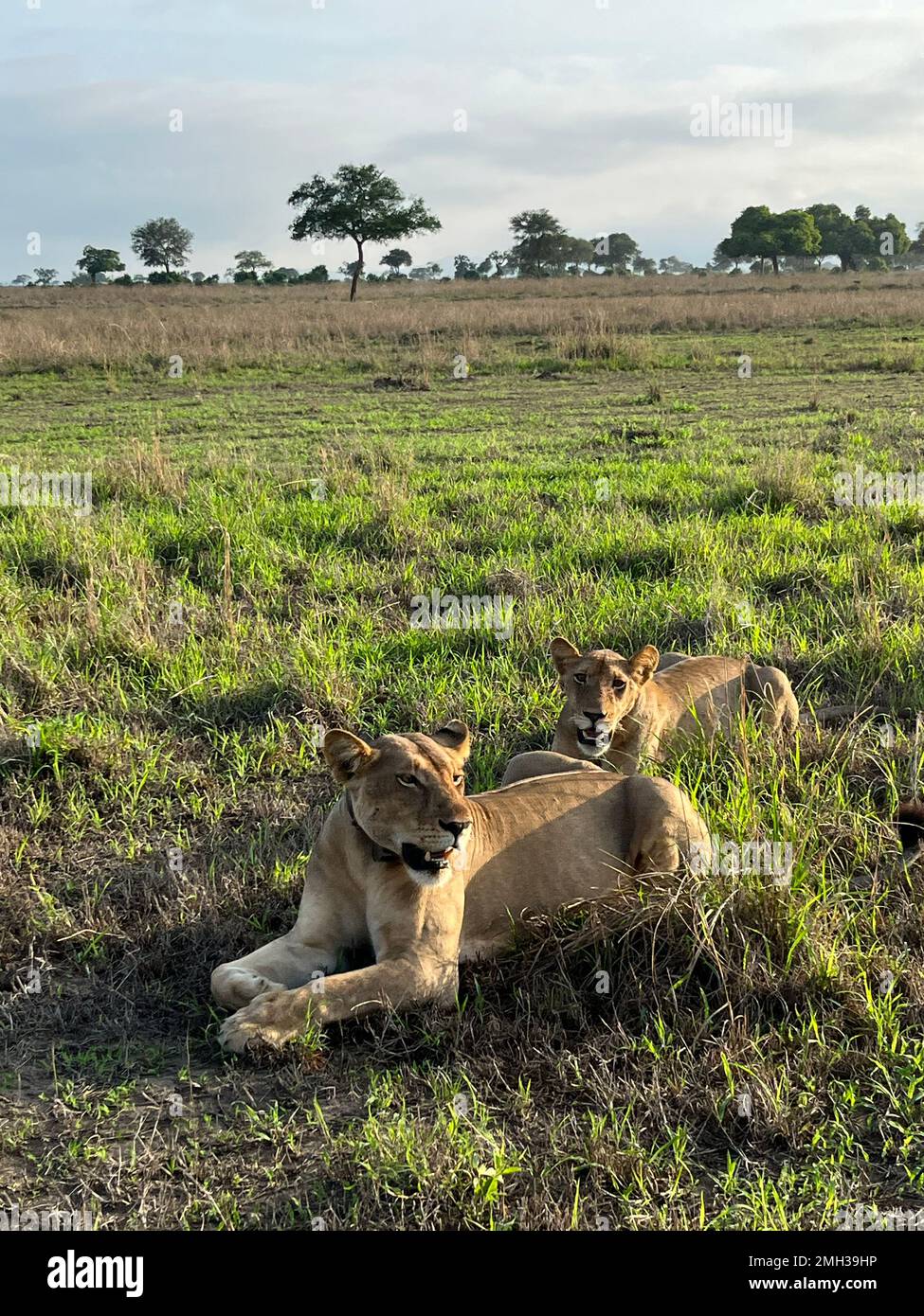 Lion family tree tanzania hi-res stock photography and images - Alamy