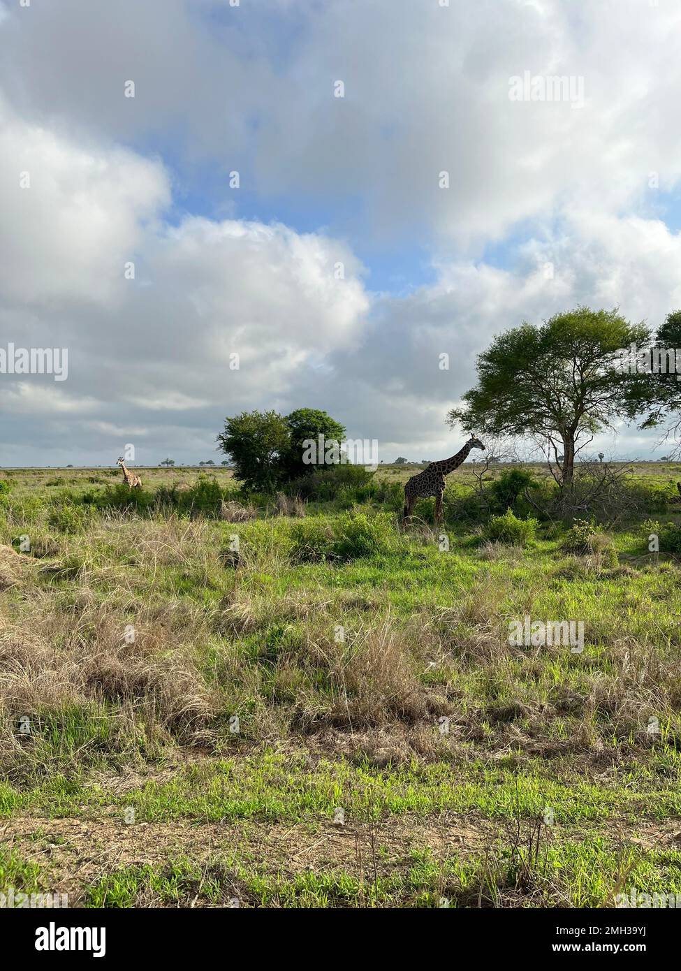Wild giraffes in the savanna, one giraffe animal with one tree in the ...