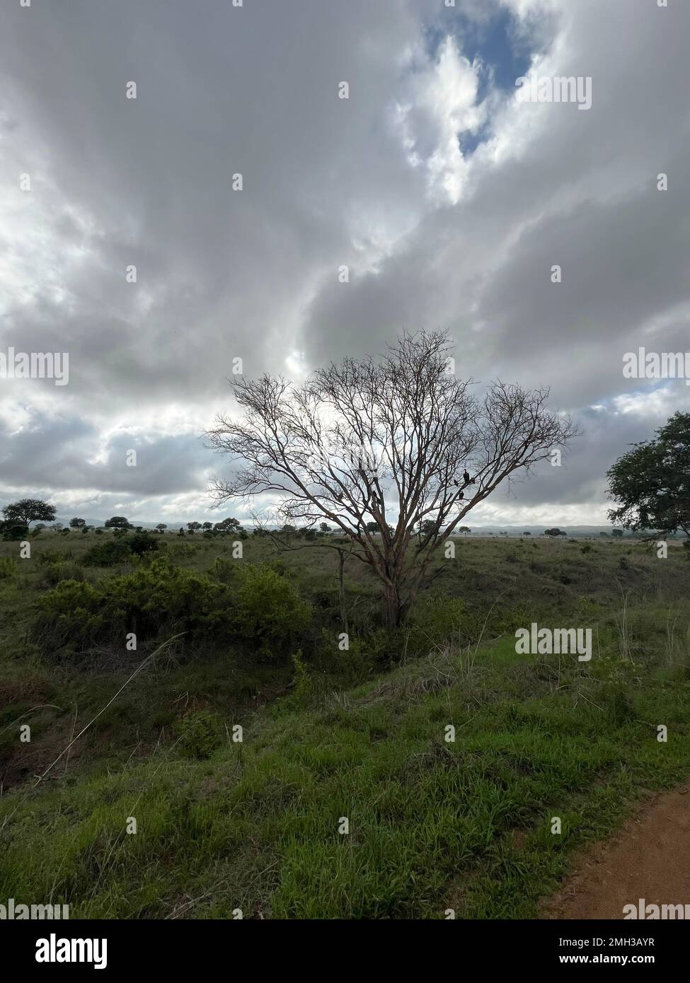 Tree rock built structure wood hi-res stock photography and images - Alamy