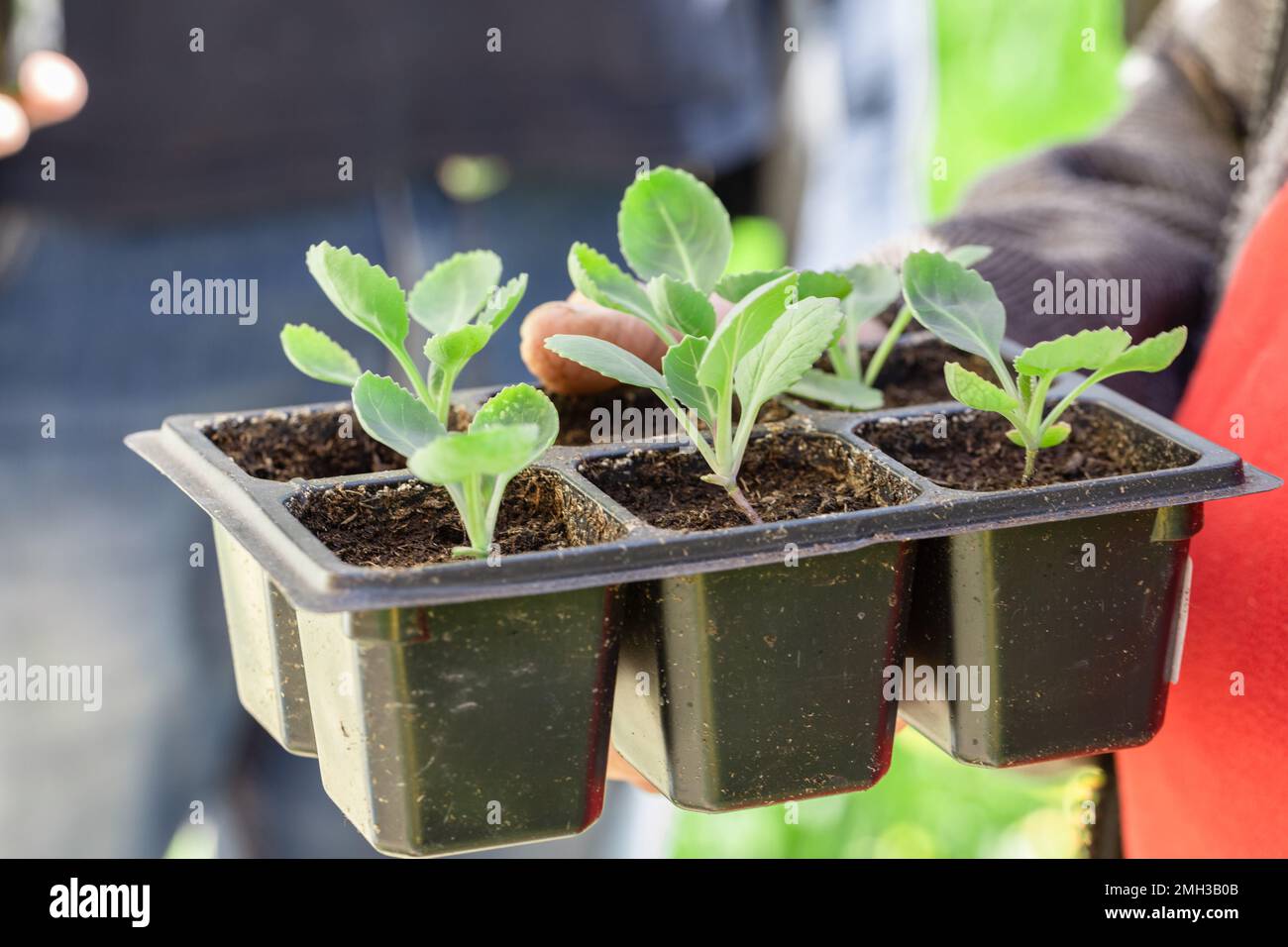Cabbage seedlings in the hands of a person. Young cabbage. Summer in ...