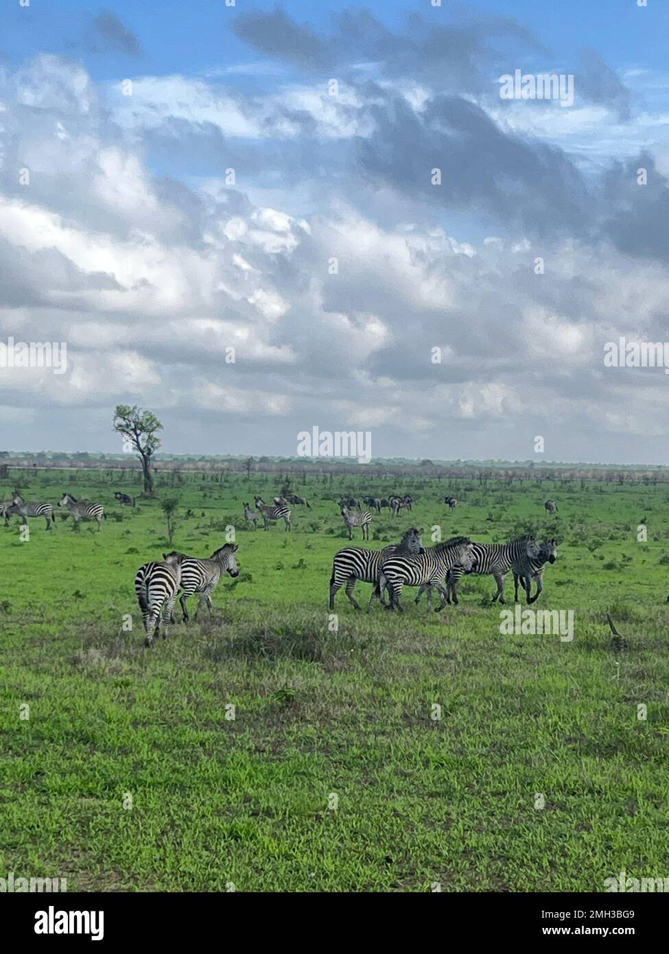 Group of zebras in the grass field in Zanzibar, Tanzania Stock Photo ...