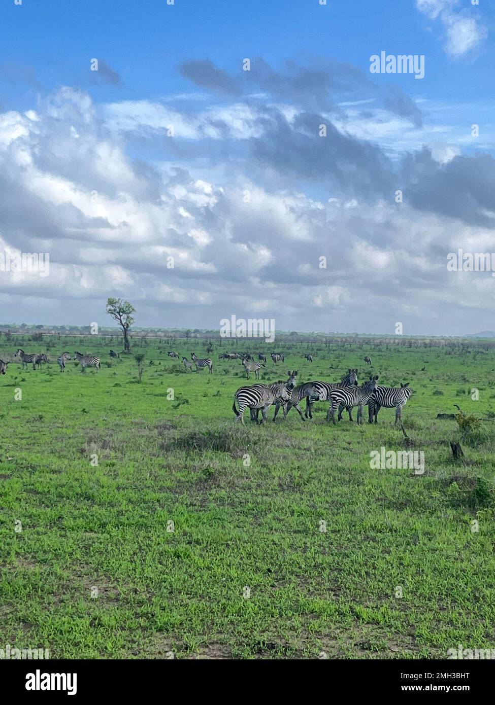 Group of zebras in the grass field in Zanzibar, Tanzania Stock Photo ...