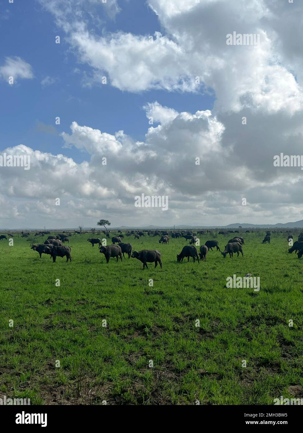 View of a group of buffalo animals on the grass field and a nice cloud ...