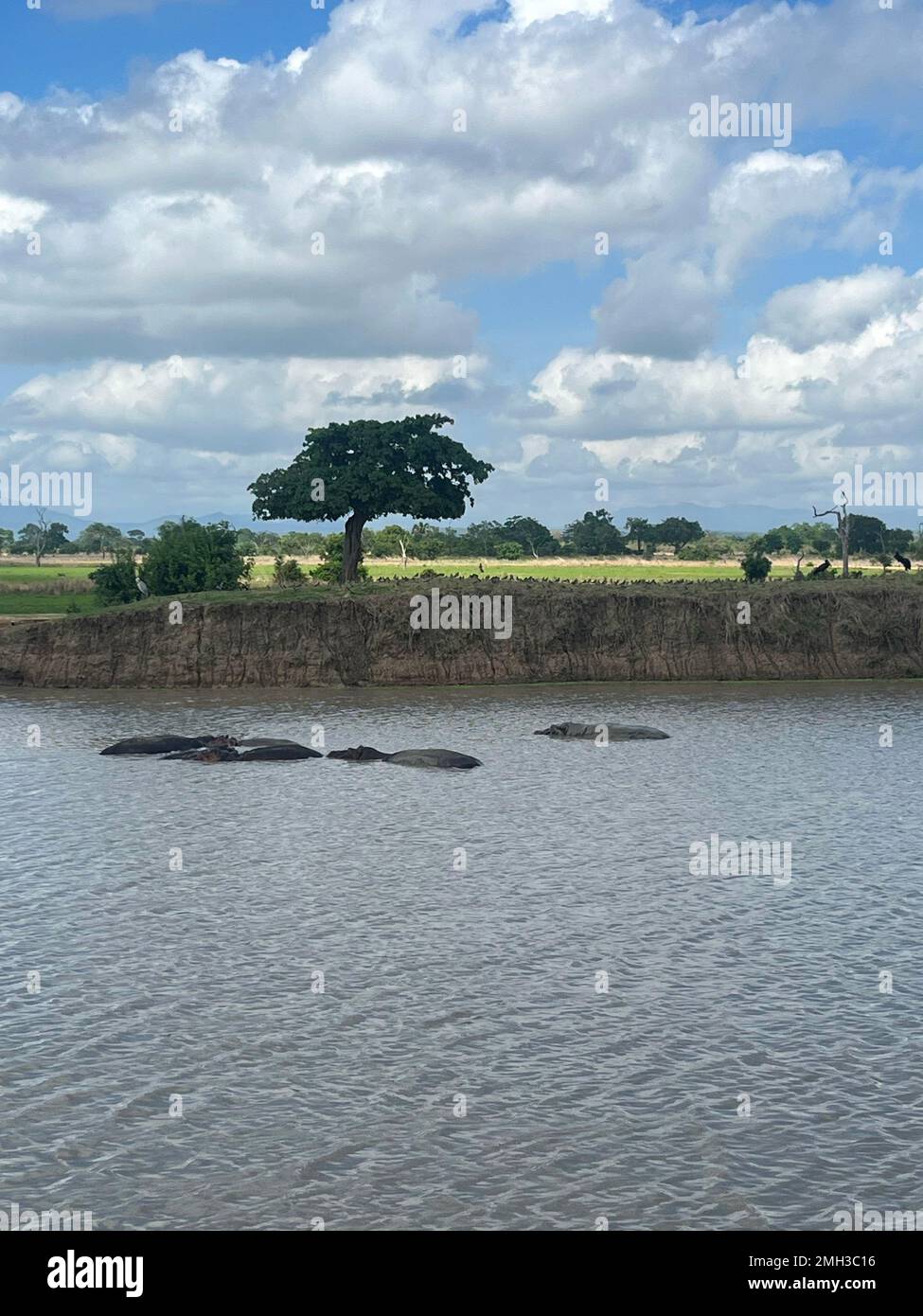 View of many or groups of Hippopotamus swimming in the savannah in the ...