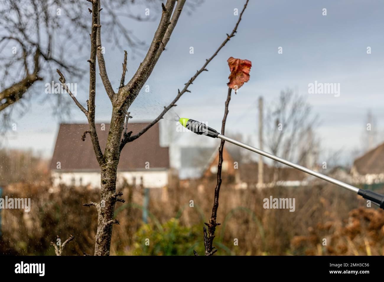 Spraying fruit trees with a pump sprayer with insecticides and ...
