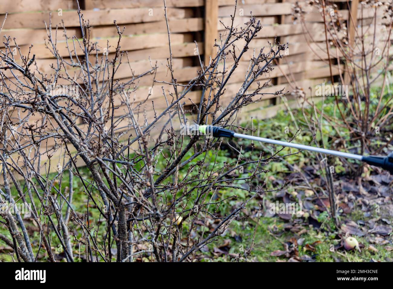 Spraying fruit trees with a pump sprayer with insecticides and ...
