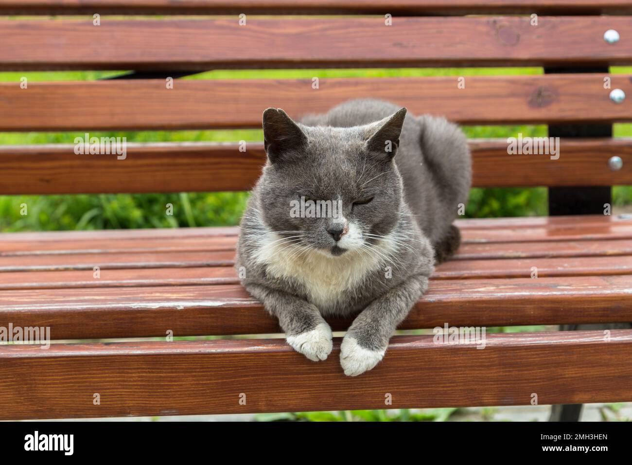 Cat sits on bench hi-res stock photography and images - Alamy