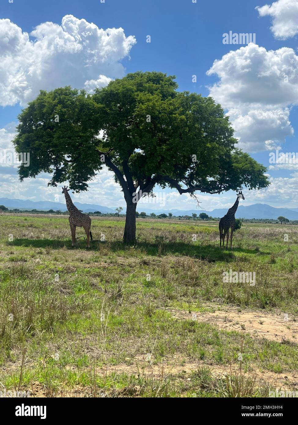 Wild giraffes in the savanna, two giraffe animals with one tree in the ...