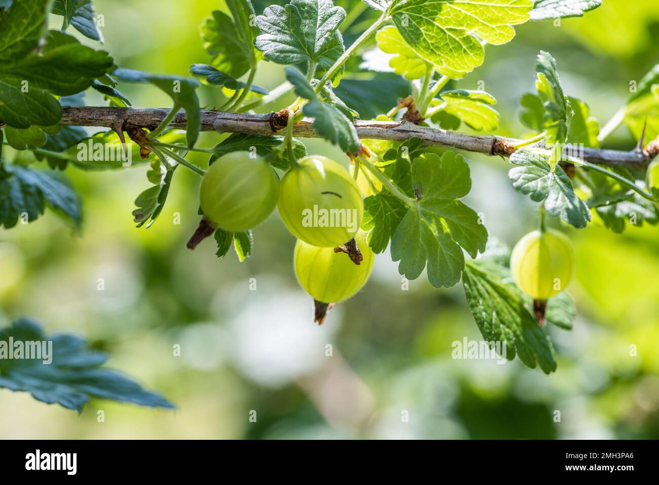 Fresh gooseberries on a branch of gooseberry bush with sunlight ...