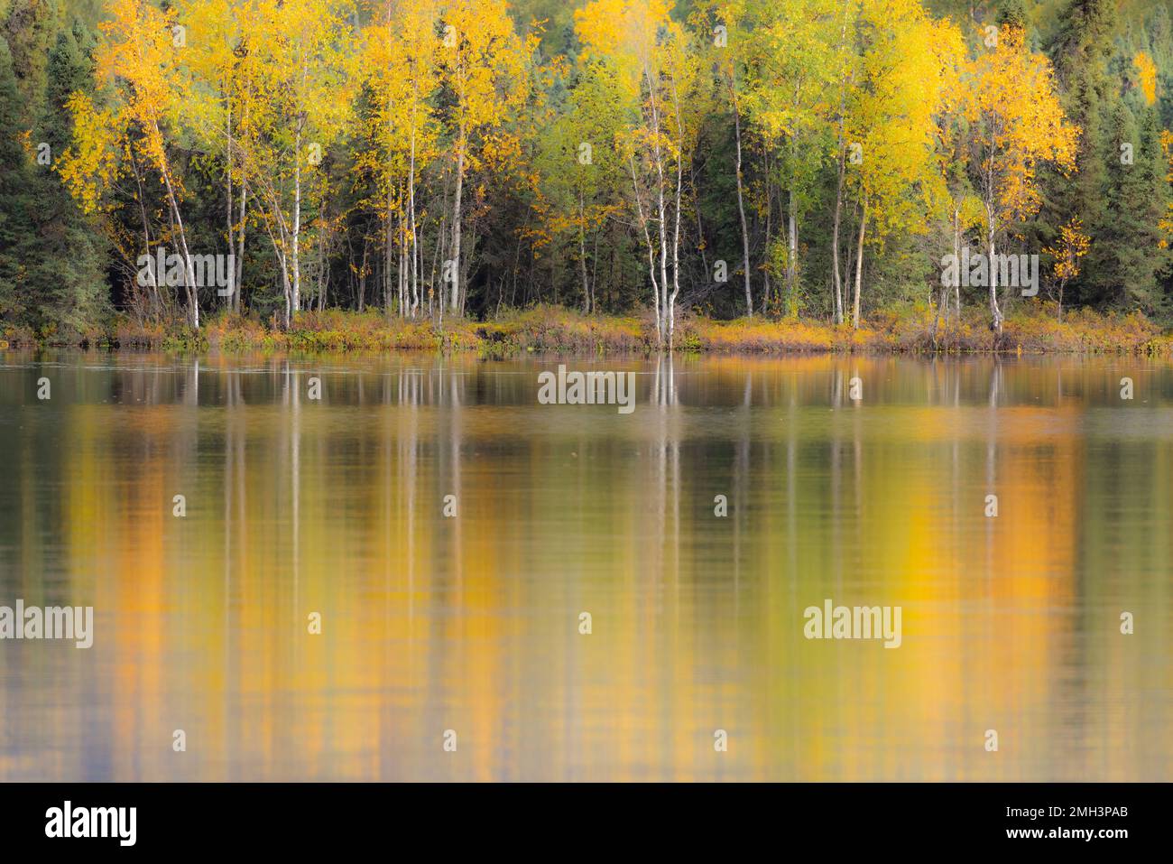 Fall foliage and reflection on lake in Southcentral Alaska Stock Photo ...