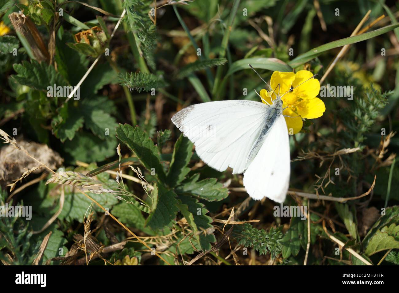 Butterfly small cabbage white on a yellow buttercup flower Stock Photo ...
