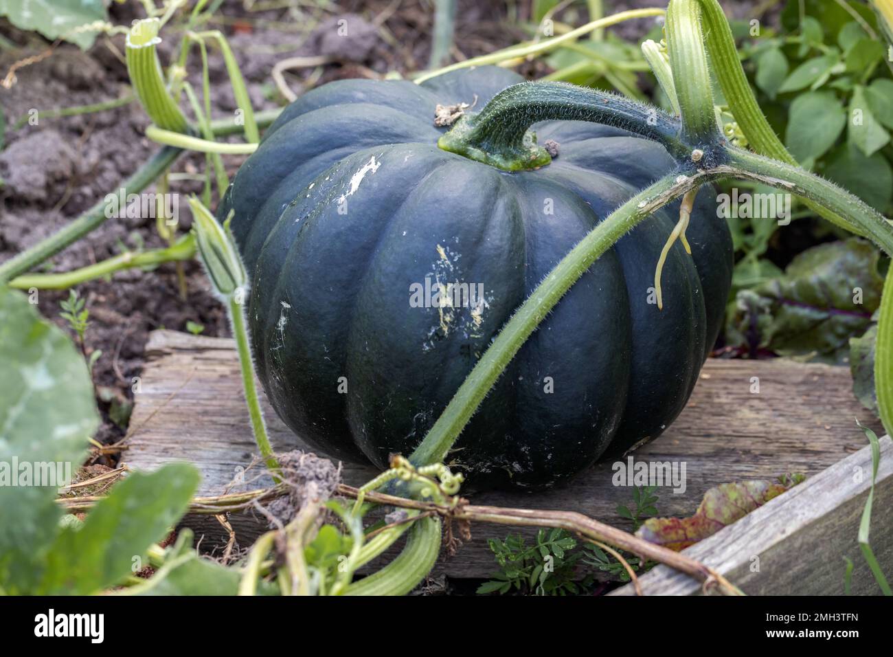 green pumpkin vegetable growing on a pumpkin plant Stock Photo - Alamy