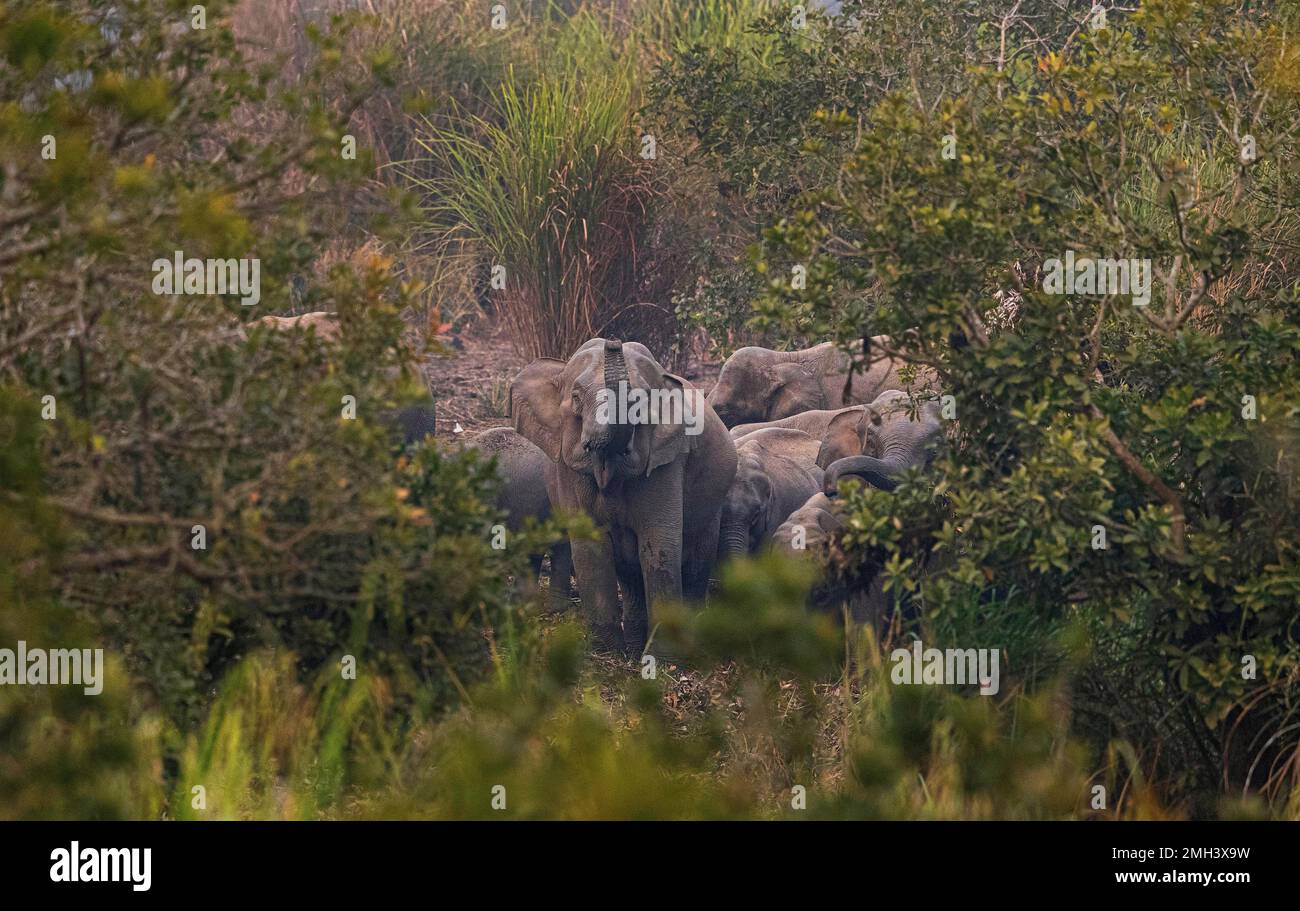 A herd of wild elephants stand in a forested area near a railway track ...